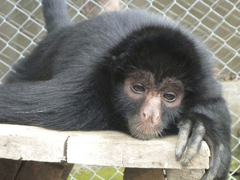 La Paz: Mountain Bike Down the World's Most Dangerous Road - The Tour’s Value: What’s Included and What’s Not