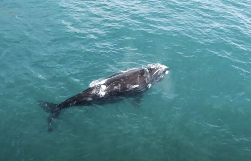 La Paz - Ocean Safari: find dolphins, orcas, and sea lions - Authentic Encounters and Real Traveler Feedback