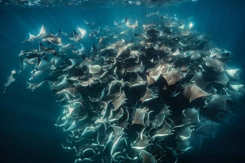 La Paz or La Ventana: Ocean Safari - Key Points