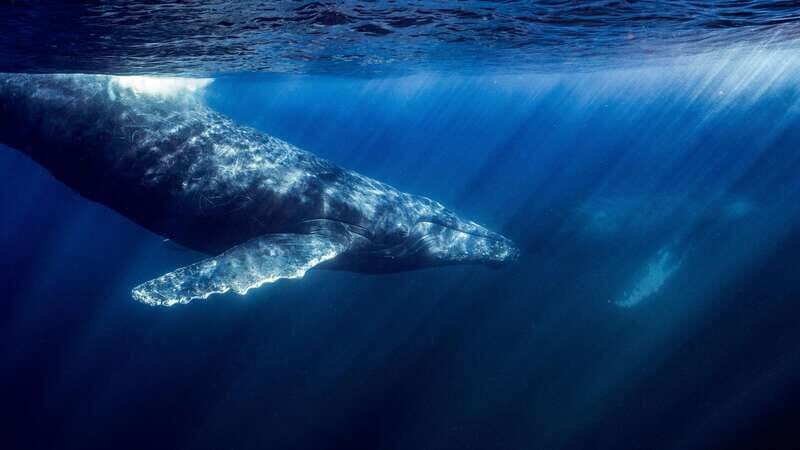La Paz or La Ventana: Ocean Safari - Who Will Love This Tour?
