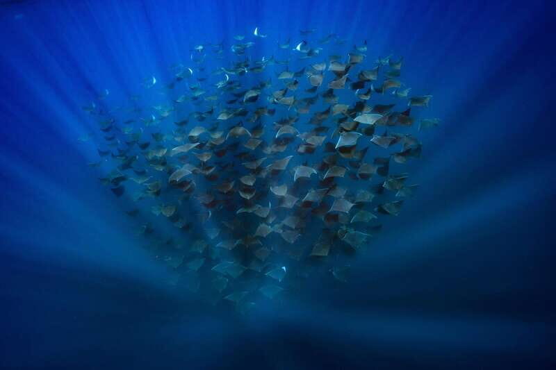 La Paz or La Ventana: Ocean Safari - Final Thoughts: Is It Worth It?