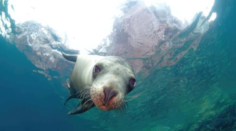La Paz: Sea Lion Snorkeling at Espirtu Santo Island - Key Points