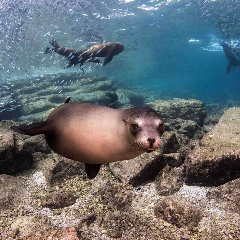 La Paz: Sea Lion Snorkeling at Espirtu Santo Island - An In-Depth Look at the Espíritu Santo Island Snorkeling Tour