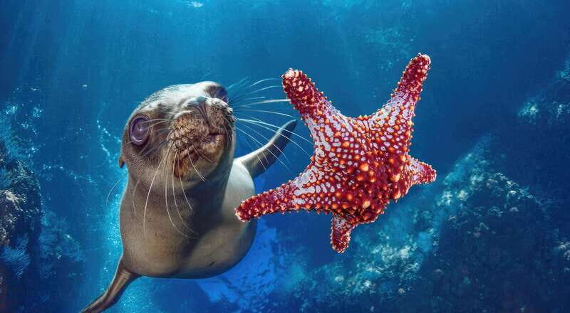 La Paz: Sea Lion Snorkeling at Espirtu Santo Island - Frequently Asked Questions