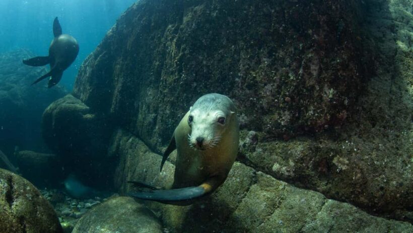 La Paz: Sea Lions & Mega-Paddleboard Tour in Espiritu Santo - An In-Depth Look at the Tour Experience