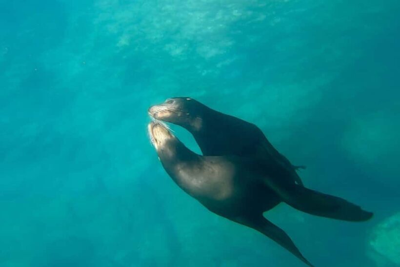La Paz: Sea Lions & Mega-Paddleboard Tour in Espiritu Santo - The Value of the Experience