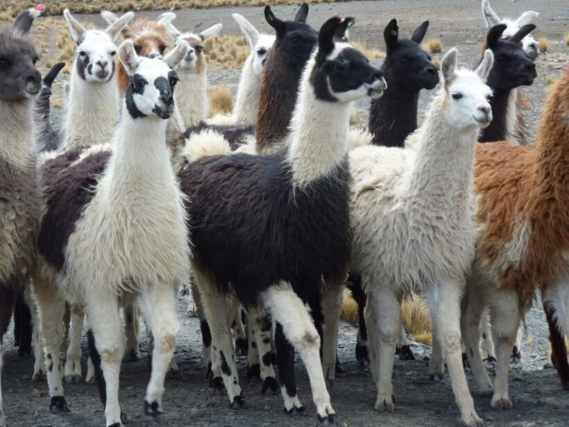 La Paz Tour: Condoriri -Pico Austria - Huayna Potosi 5 DAYS - Crossing the Passes: High-Altitude Challenges