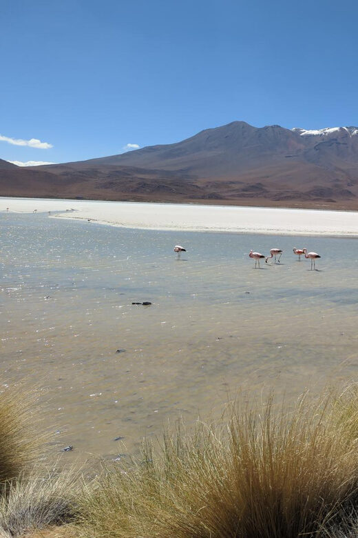 La Paz: Uyuni Salt Flats and Incahuasi Island 5 days by bus - Final Thoughts: Who Is This Tour Best For?