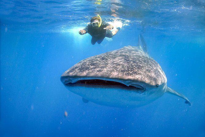 La Paz Whale Shark Snorkeling Tour and Lunch From Los Cabos - Review Highlights and Authentic Perspectives