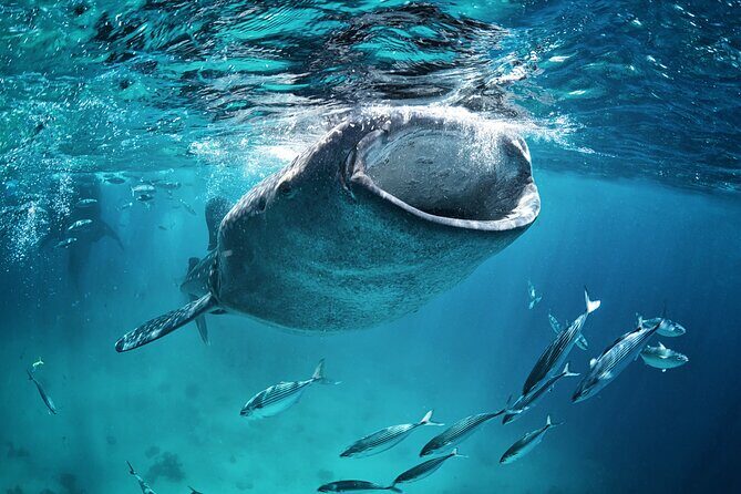 La Paz Whale Shark Snorkeling Tour and Lunch From Los Cabos - FAQ