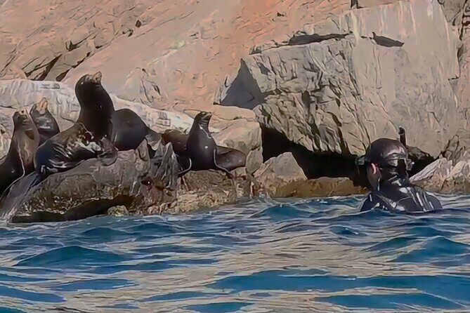 La Paz Wildlife Ocean Safari & Beach Club Leisure in La Ventana - Discover the Marine Wonders of La Paz with the Wildlife Ocean Safari & Beach Club Experience
