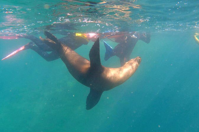 La Paz Wildlife Ocean Safari & Beach Club Leisure in La Ventana - Who Will Love This Tour?