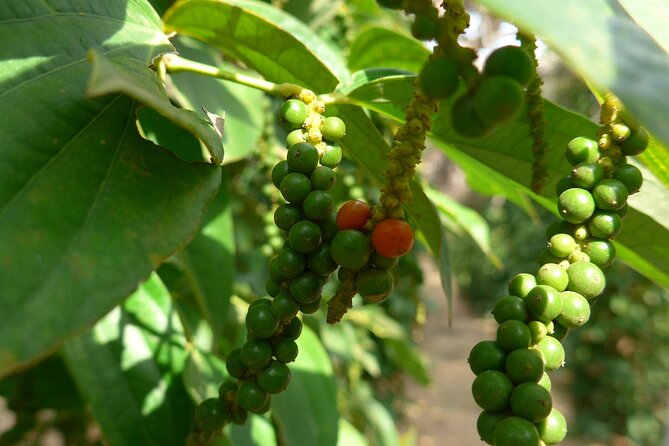 La Plantation tour (discovering Kampot Pepper) + Lunch - Exploring La Plantation’s Kampot Pepper Tour: A Genuine Taste of Cambodian Agriculture
