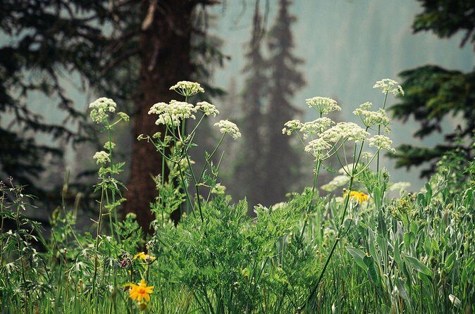 La Plata Canyon Jeep Tour in Colorado - Who Should Book This Tour?