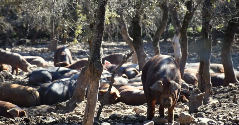 La Rioja: Jamon Iberico Farm Tour and Tasting with Wine - Final Thoughts