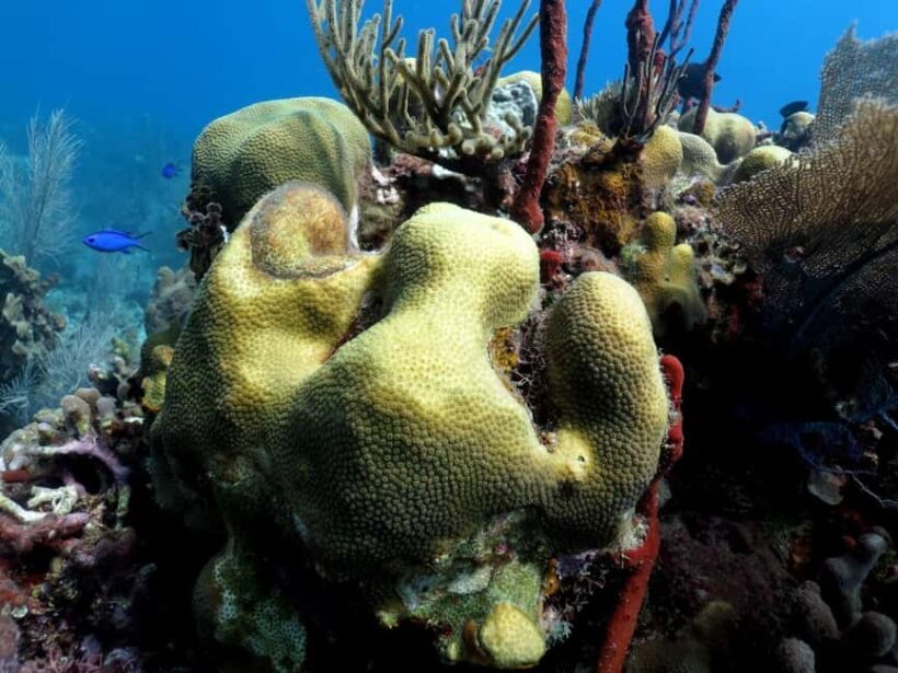 La Romana: Catalina Island for Mein Schiff Cruise Passengers - Relaxing on Catalina’s Paradise Beach