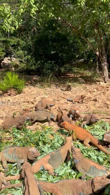 La Romana Half-Day Small Group Tour: Cave, Maze & Culture - Key Points