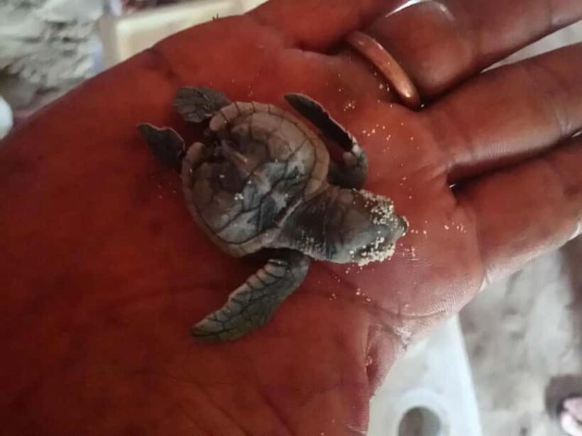 La Romana: Saona Island Boat Tour with Lunch - Key Points