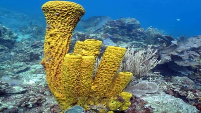 La Romana: Saona Island Tour with Lunch for Mein Schiff - The Overall Value