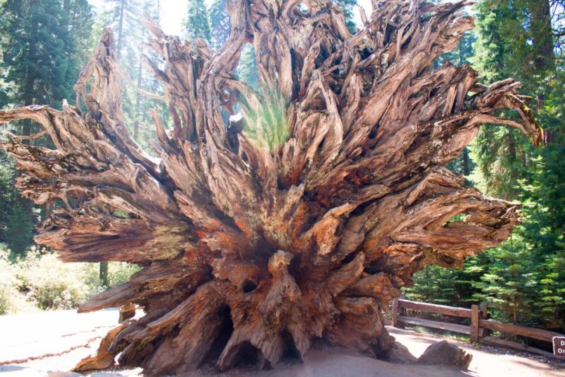 LA: San Francisco, Yosemite, Vegas, Grand Canyon 7-Day Tour - Final Thoughts: Is This Tour Worth It?