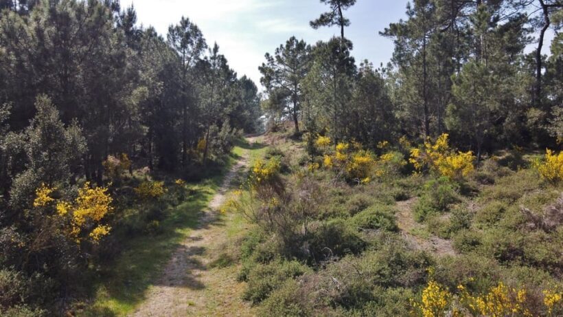 La Tremblade: Hiking in the Forêt Domaniale de la Coubre - Who Is This Tour Best For?