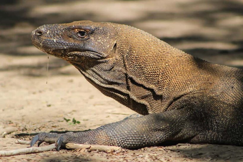 LABUAN BAJO: Komodo Shared Tour With Speed Boat - Introduction: An Authentic Day with Komodo’s Best