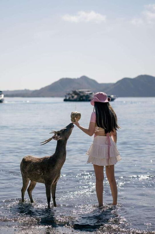Labuan bajo: One Day Komodo Private Trip With Speedboat - Key Points