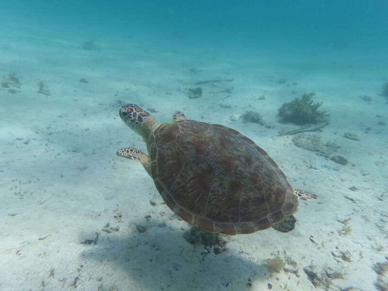 Labuan Bajo: One Day Tour to Explore Komodo National Park - FAQ