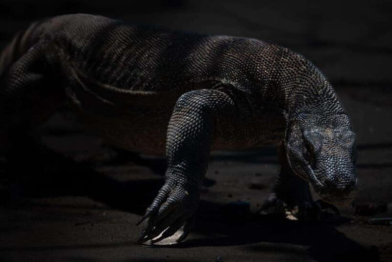 Labuan Bajo: One Day Tour to Explore Komodo National Park - Final Thoughts