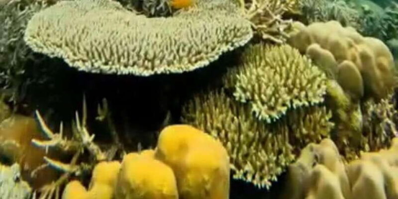 Labuan Bajo: Rangko Cave and Beach Snorkeling Half-Day Tour - Practical Tips for Your Trip