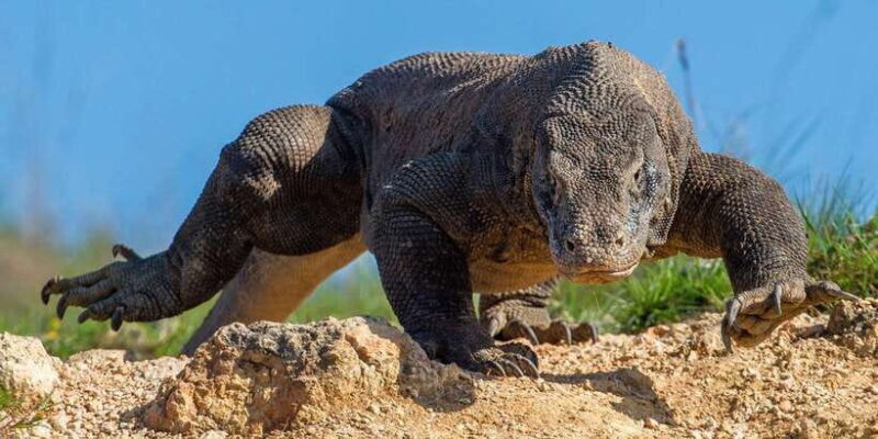 Labuan Bajo: Swim and Snorkel Komodo Island Trip with Lunch - Final Thoughts