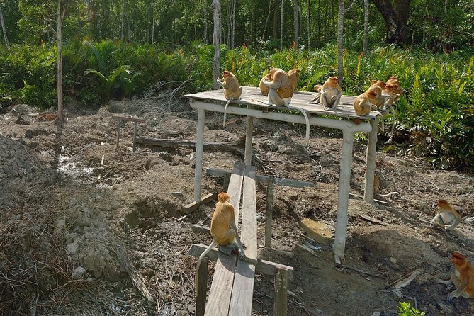 Labuk Proboscis, Sepilok, Sun Bear, Sandakan City Tour & Lunch - Final Thoughts