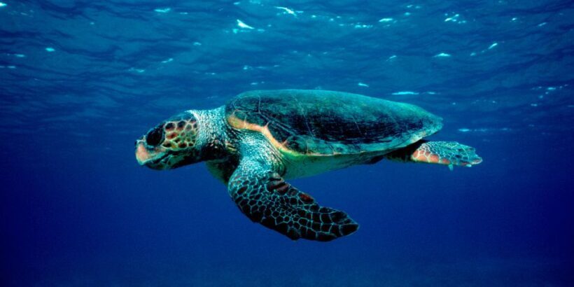 Laganas Zakynthos: Marathonissi, Keri Caves and Turtles Spot - Key Points