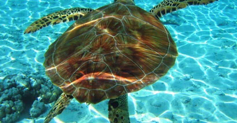 Laganas Zakynthos: Marathonissi, Keri Caves and Turtles Spot - The Itinerary in Detail: What You Can Expect
