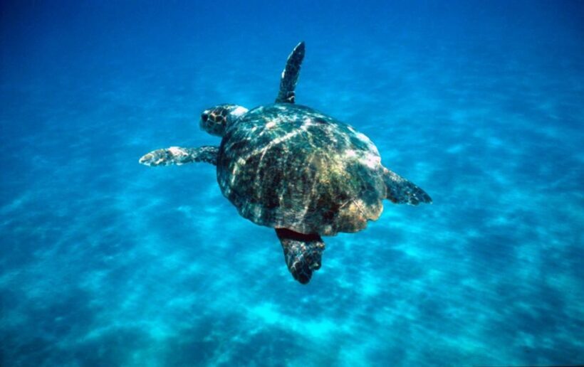 Laganas Zakynthos: Marathonissi, Keri Caves and Turtles Spot - The Practical Side: What You Need to Know