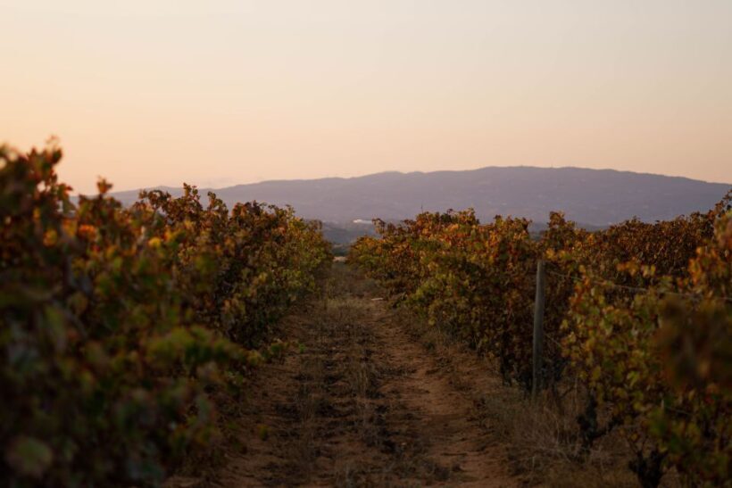 Lagoa: 2.5-Hour Vineyard Dinner with Winetasting - Unlocking the Charm of Algarve’s Vineyard Dinner with Winetasting