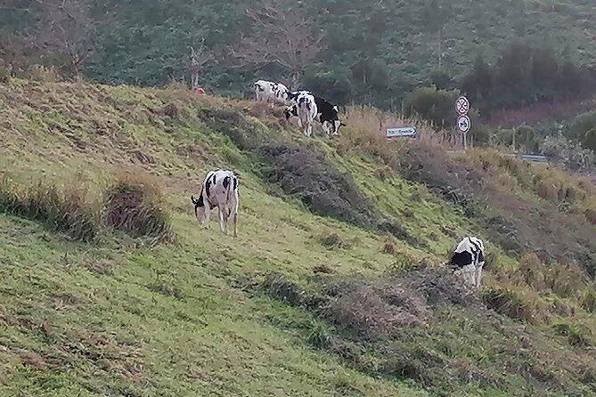 Lagoa do Fogo and Sete-Cities Full Day Tour with Lunch - Final Thoughts: Who Should Consider This Tour?