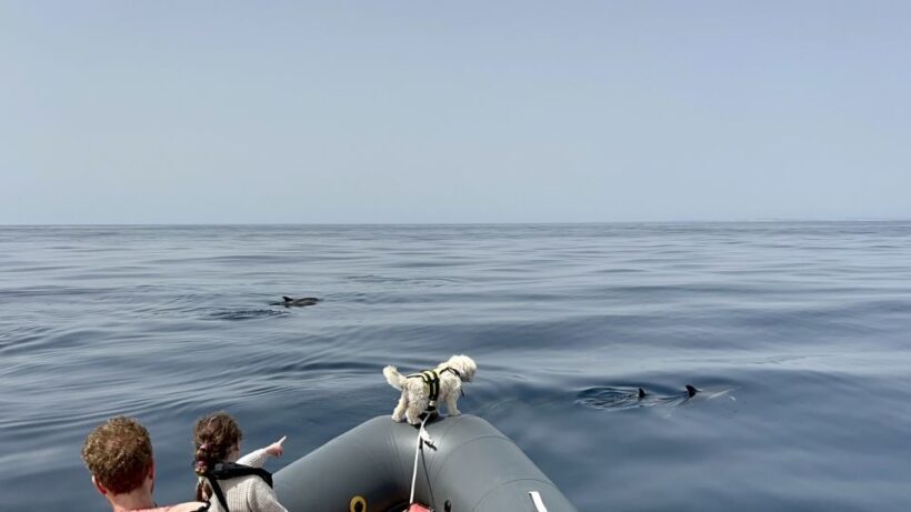 Lagoa: Dolphin Watching & Benagil Tour with Biologist Guide - What Travelers Say