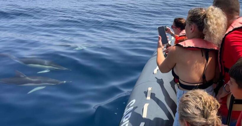 Lagoa: Dolphins Expedition with biologist guide on board - An Honest Look at the Dolphins Expedition in Algarve