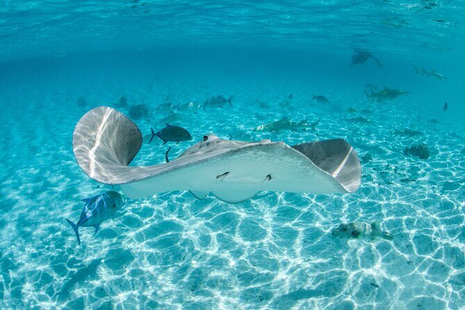 Lagoon Exploration and Snorkeling in Moorea - Key Points