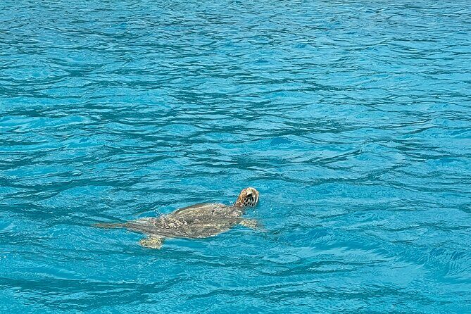 Lagoon Exploration and Snorkeling in Moorea - Who Would Love This Tour?