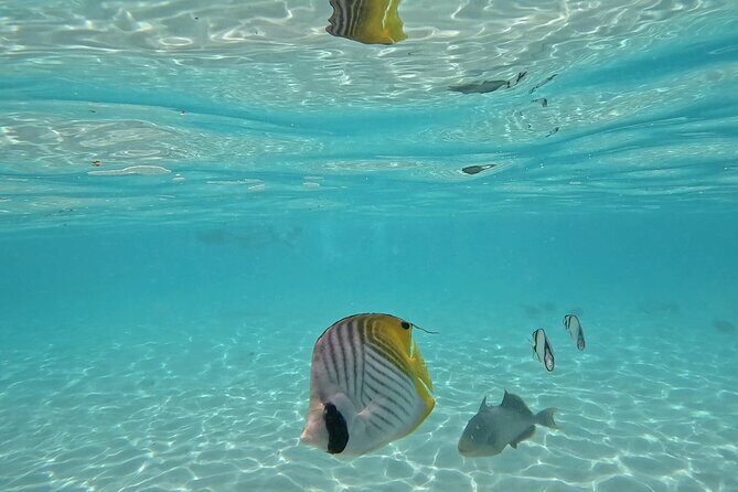 Lagoon Exploration and Snorkeling in Moorea - Frequently Asked Questions