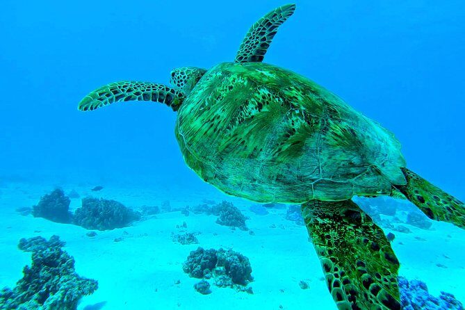 Lagoon Tour - Discover the magnificent lagoon of Moorea - What to Expect from the Lagoon Tour in Moorea