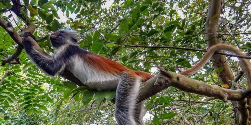 Lagoon Tour to Monkey Island in Negombo - Key Points