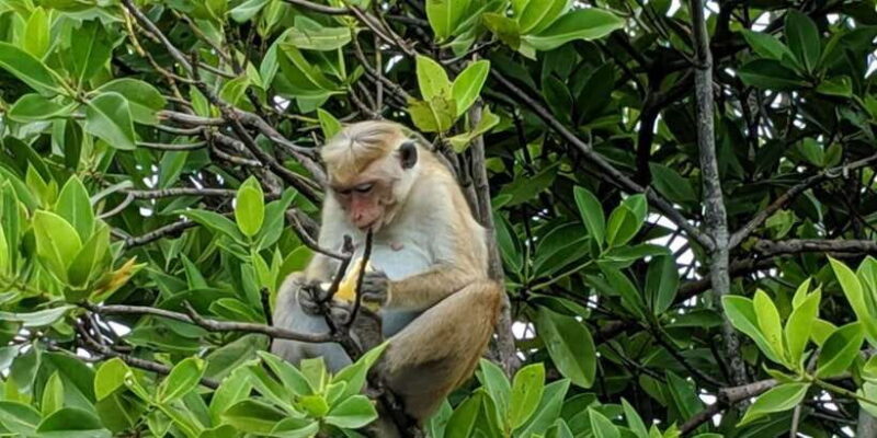 Lagoon Tour to Monkey Island in Negombo - The Practical Details