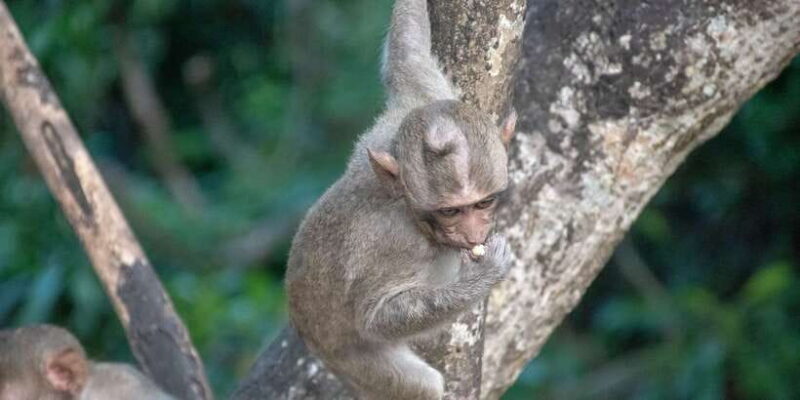 Lagoon Tour to Monkey Island in Negombo - Authentic Reviews from Previous Travelers