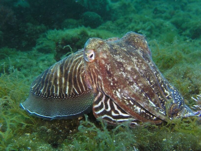 Lagos: 2 Dives on the local Reefs (FOR CERTEFID DIVERS ONLY) - Key Points