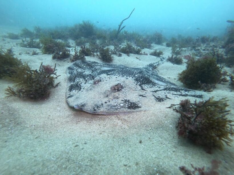 Lagos: 2 Dives on the local Reefs (FOR CERTEFID DIVERS ONLY) - Why This Tour Offers Good Value