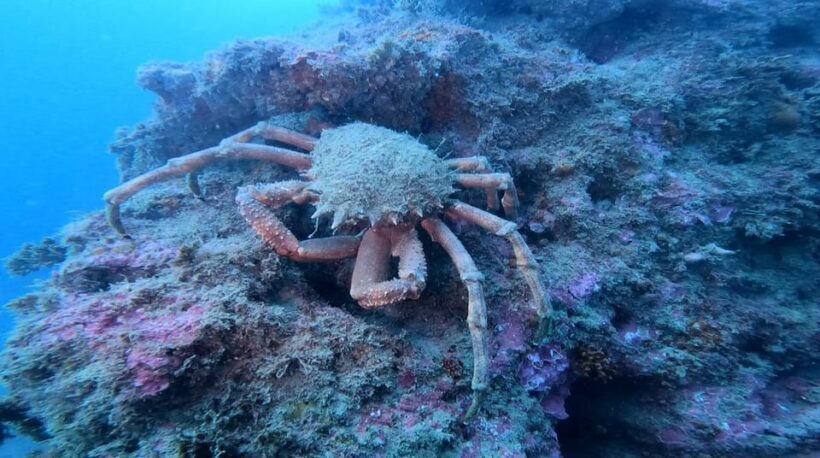 Lagos: 2 Dives on the local Reefs (FOR CERTEFID DIVERS ONLY) - FAQ