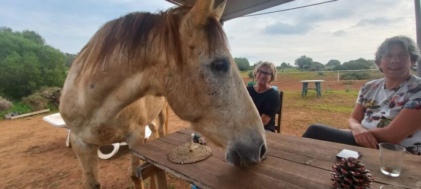 Lagos: A walk with a rescued horse at the sanctuary - Key Points